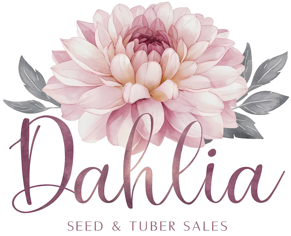 dahlias and roses | Dahlias & Roses